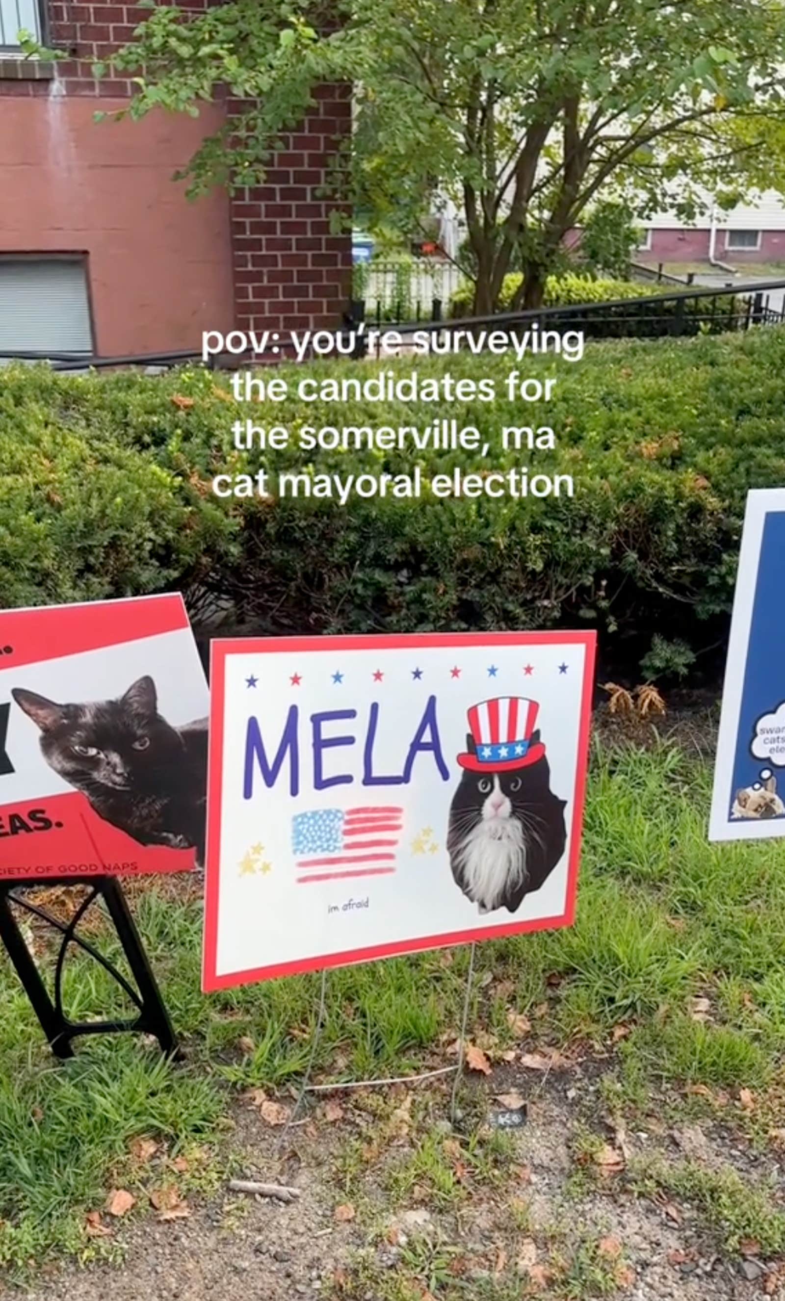 Cat Mayoral Race in Somerville, Mass Has Internet Thrilled
