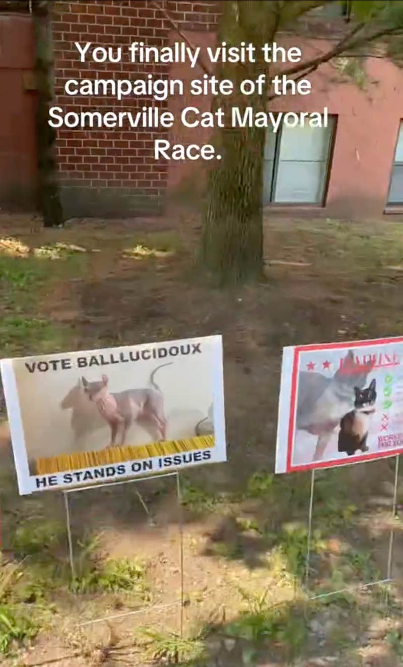Cat Mayoral Race in Somerville, Mass Has Internet Thrilled