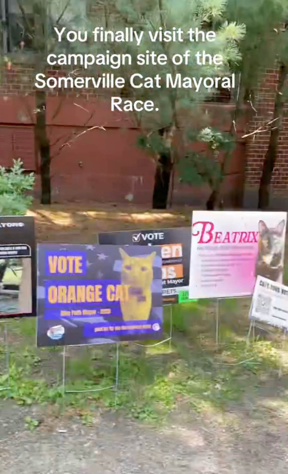 Cat Mayoral Race in Somerville, Mass Has Internet Thrilled