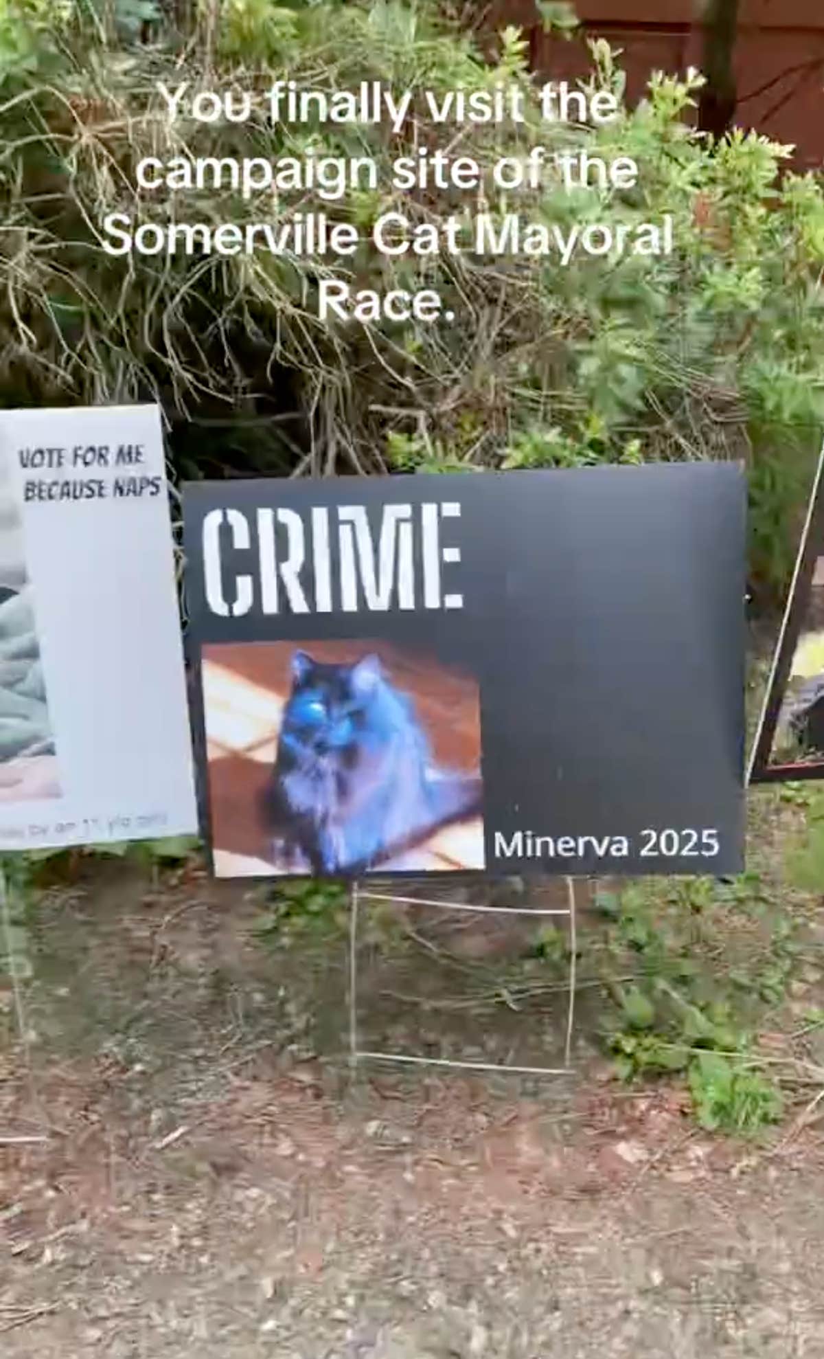 Cat Mayoral Race in Somerville, Mass Has Internet Thrilled