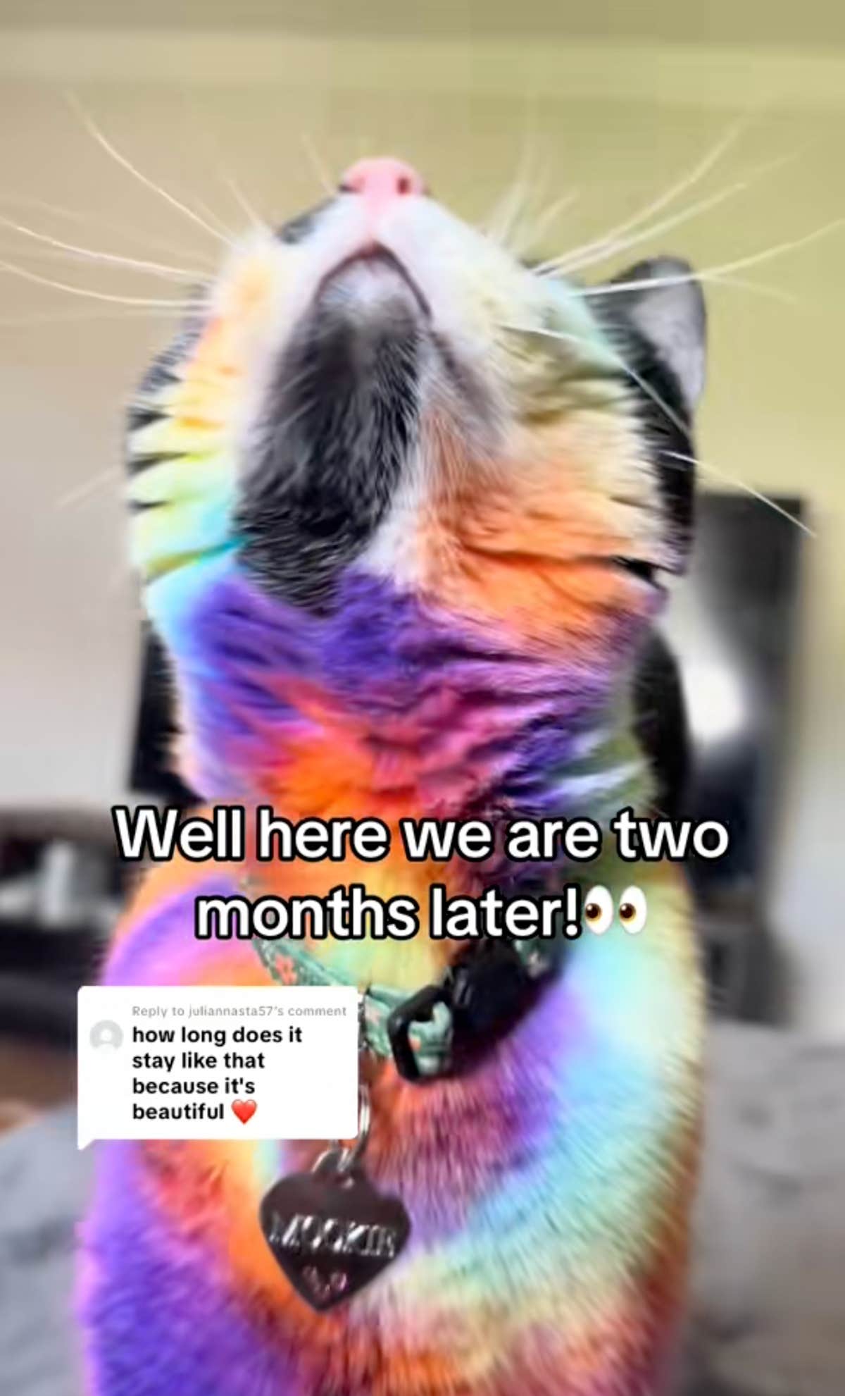 Pet Owner Dyes Cat Rainbow Colors, Sparking Discourse