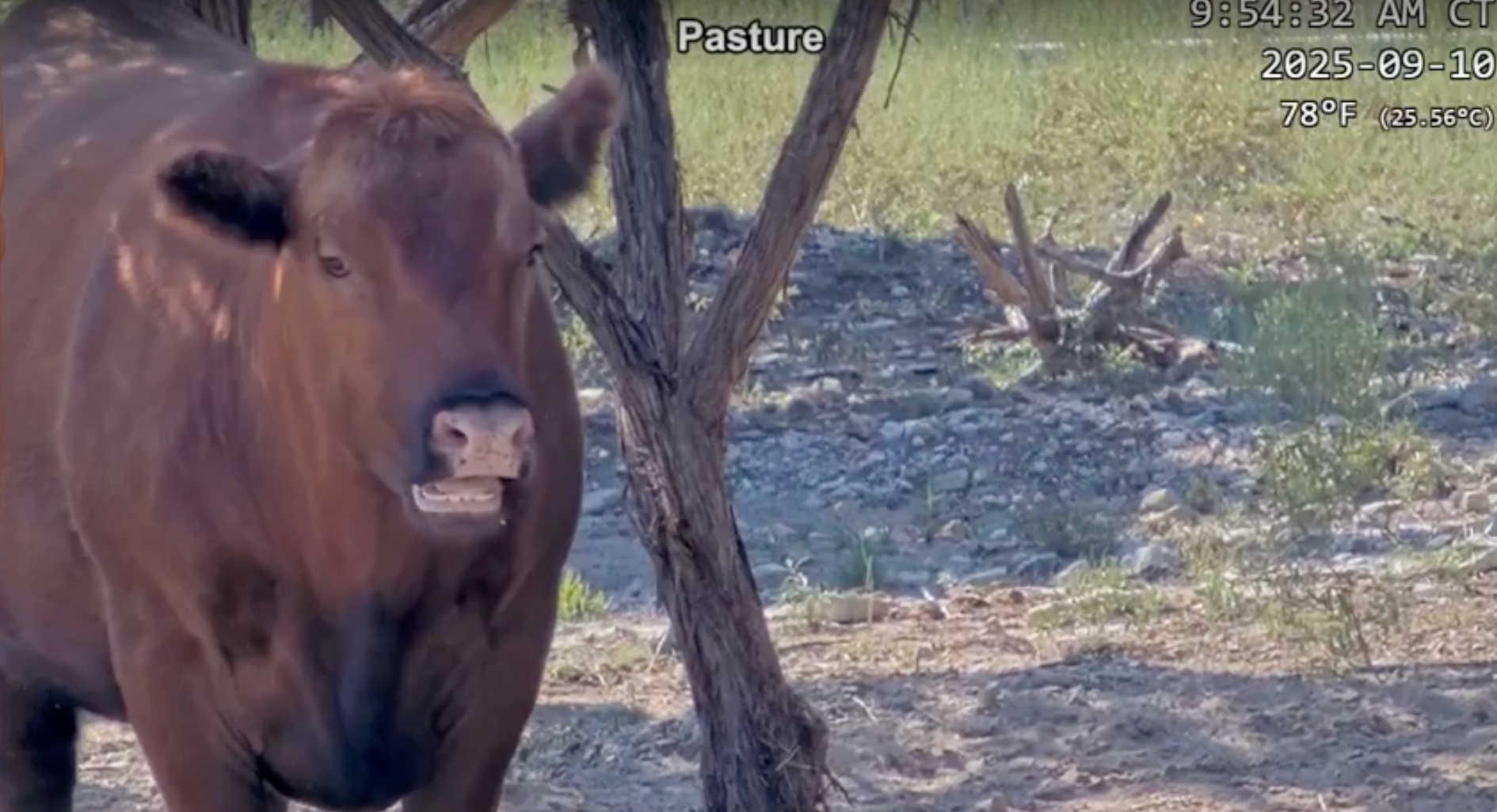 Winnie the Cow is going viral on Twitch after mooing for chat to send ...