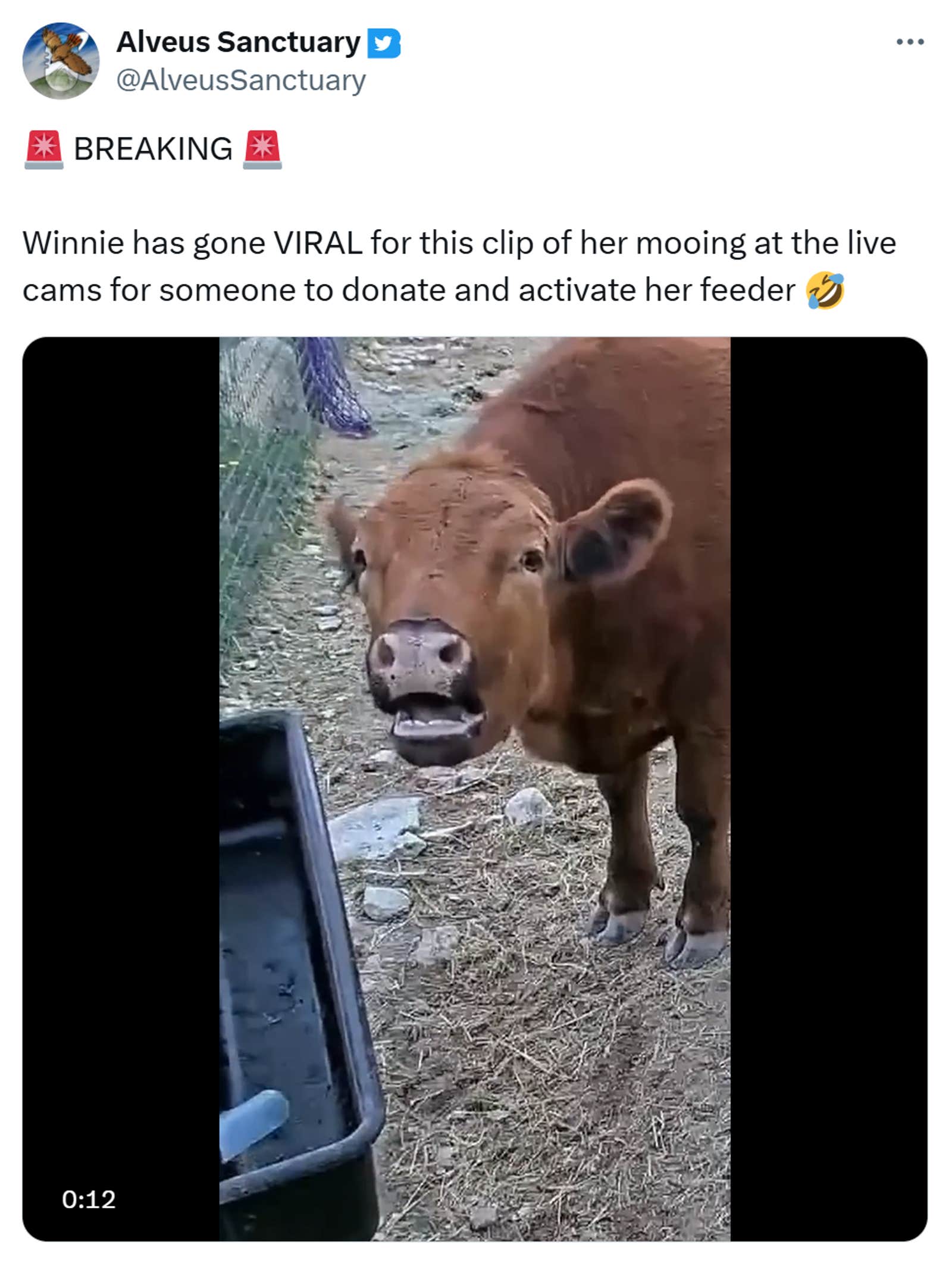Winnie The Cow Is The Latest Streaming Star on Twitch