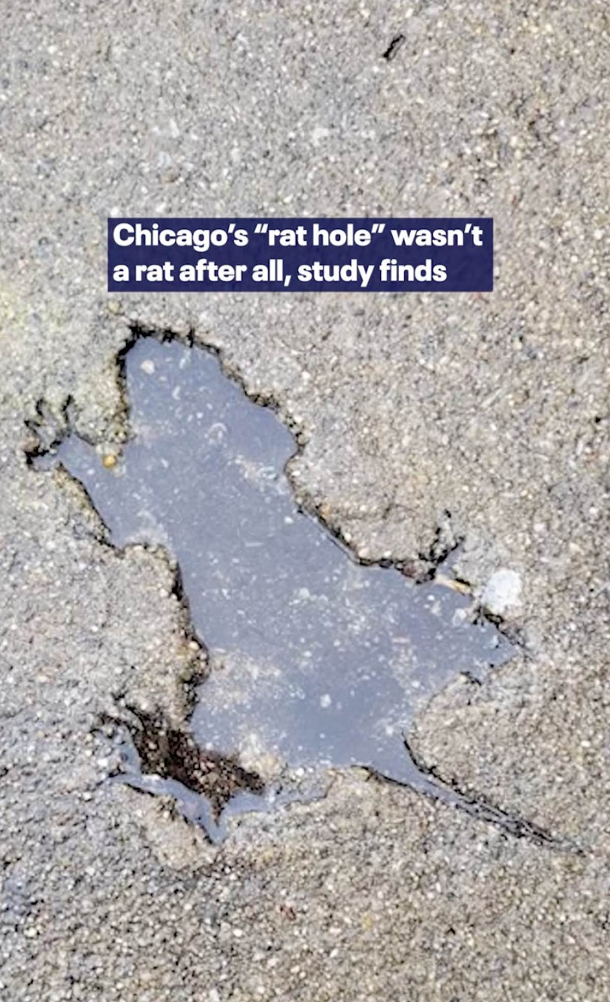 Scientists confirm the Chicago "Rat Hole" came from a squirrel