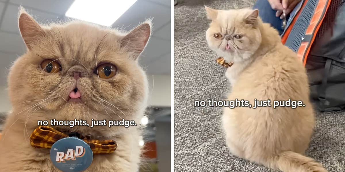 College Football Mascot Pudge The Cat Goes Viral