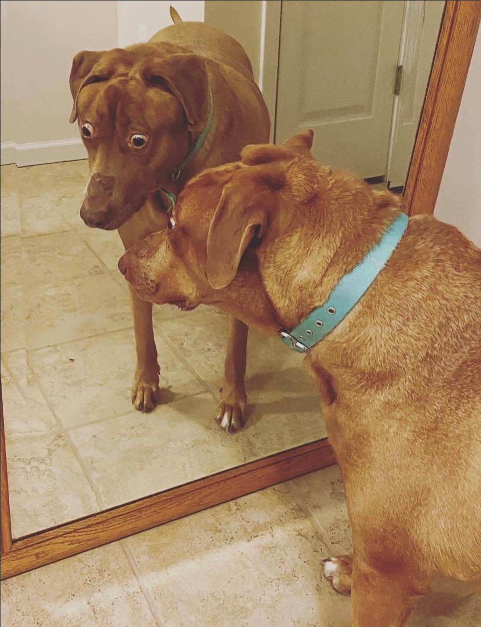 Belle the 'shocked' dog goes viral after owner explains unique look