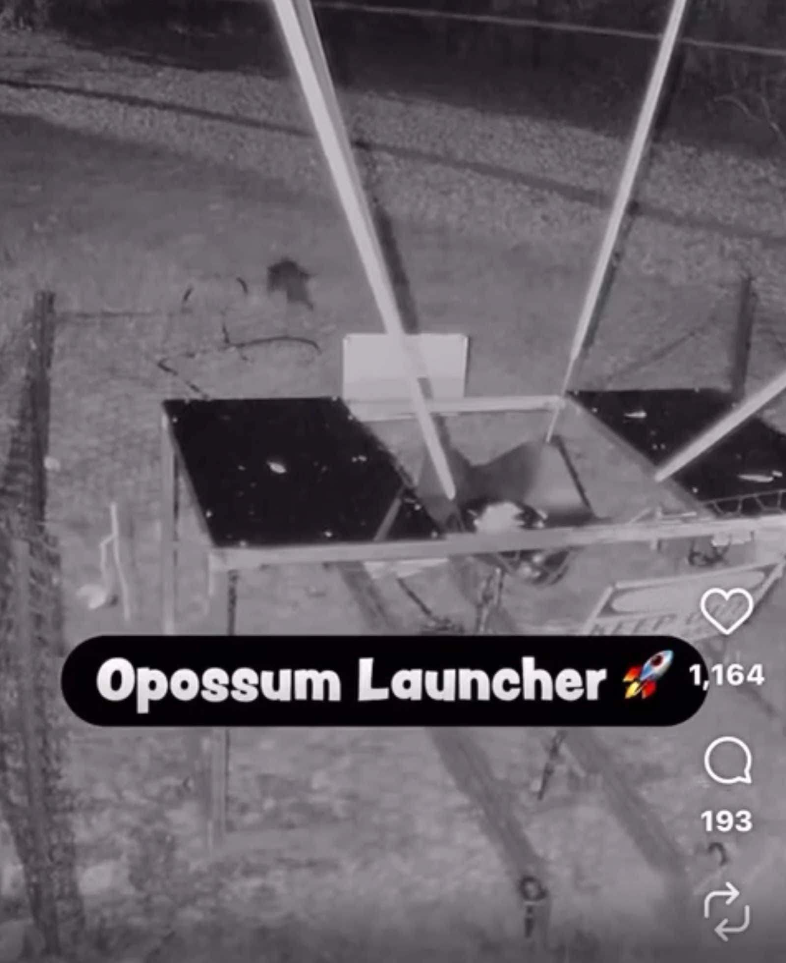 Did YouTuber Slingshot Opossum in Now-Deleted Video?