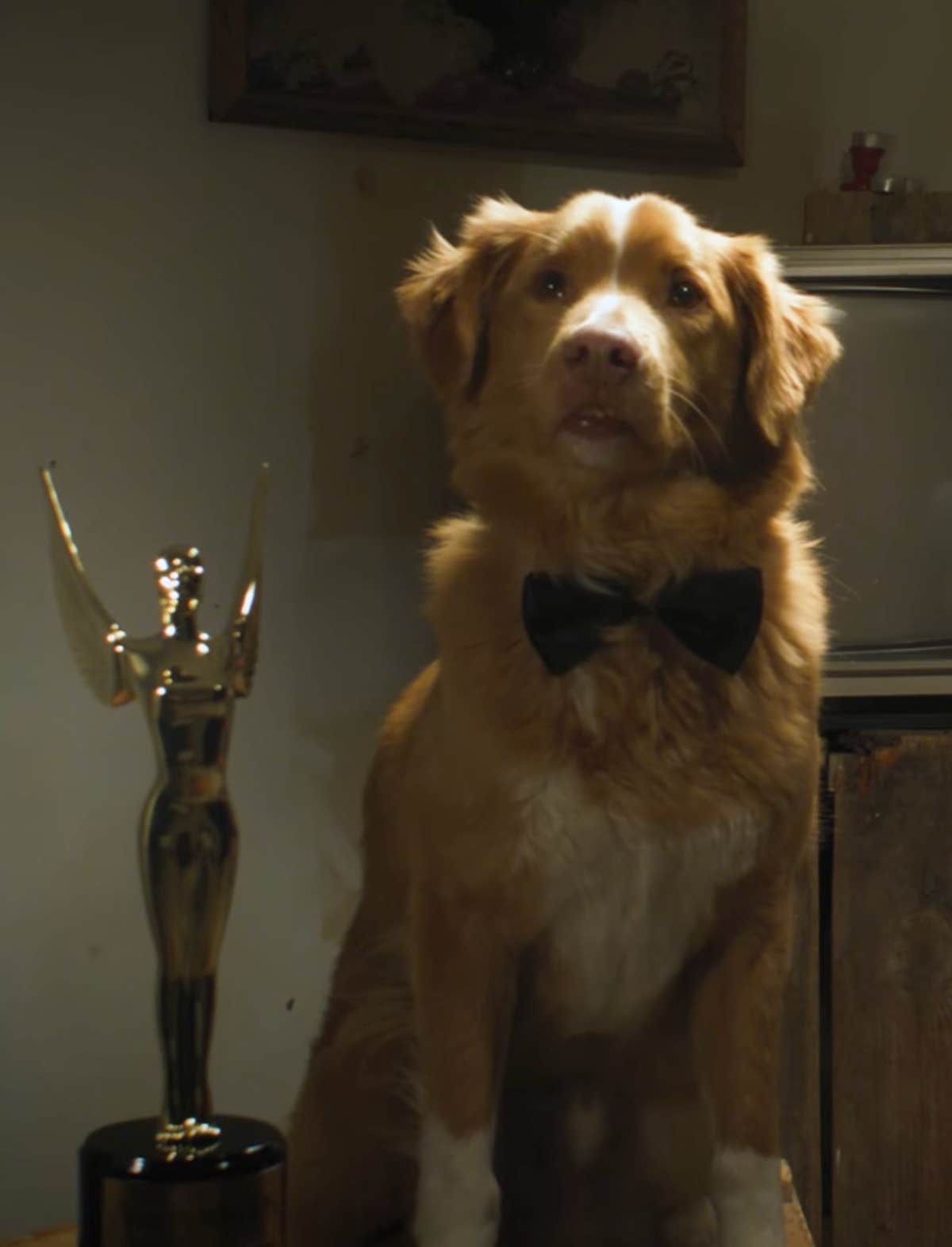 Indy the dog just beat Ethan Hawke and Alison Brie for a film award