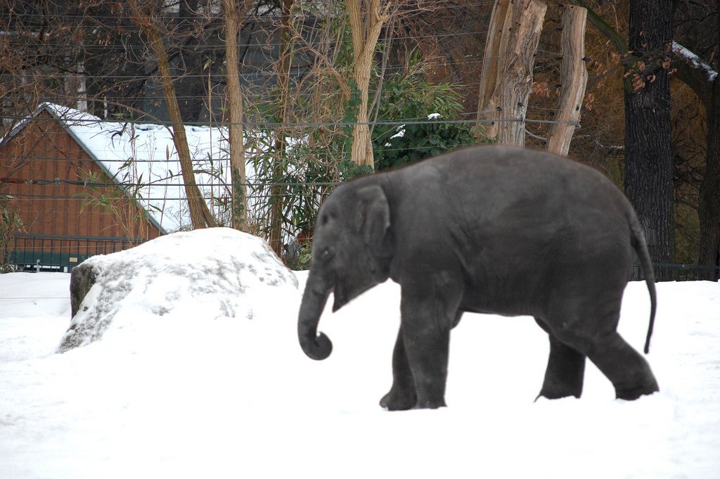 Watch this elated baby elephant make a snow angel