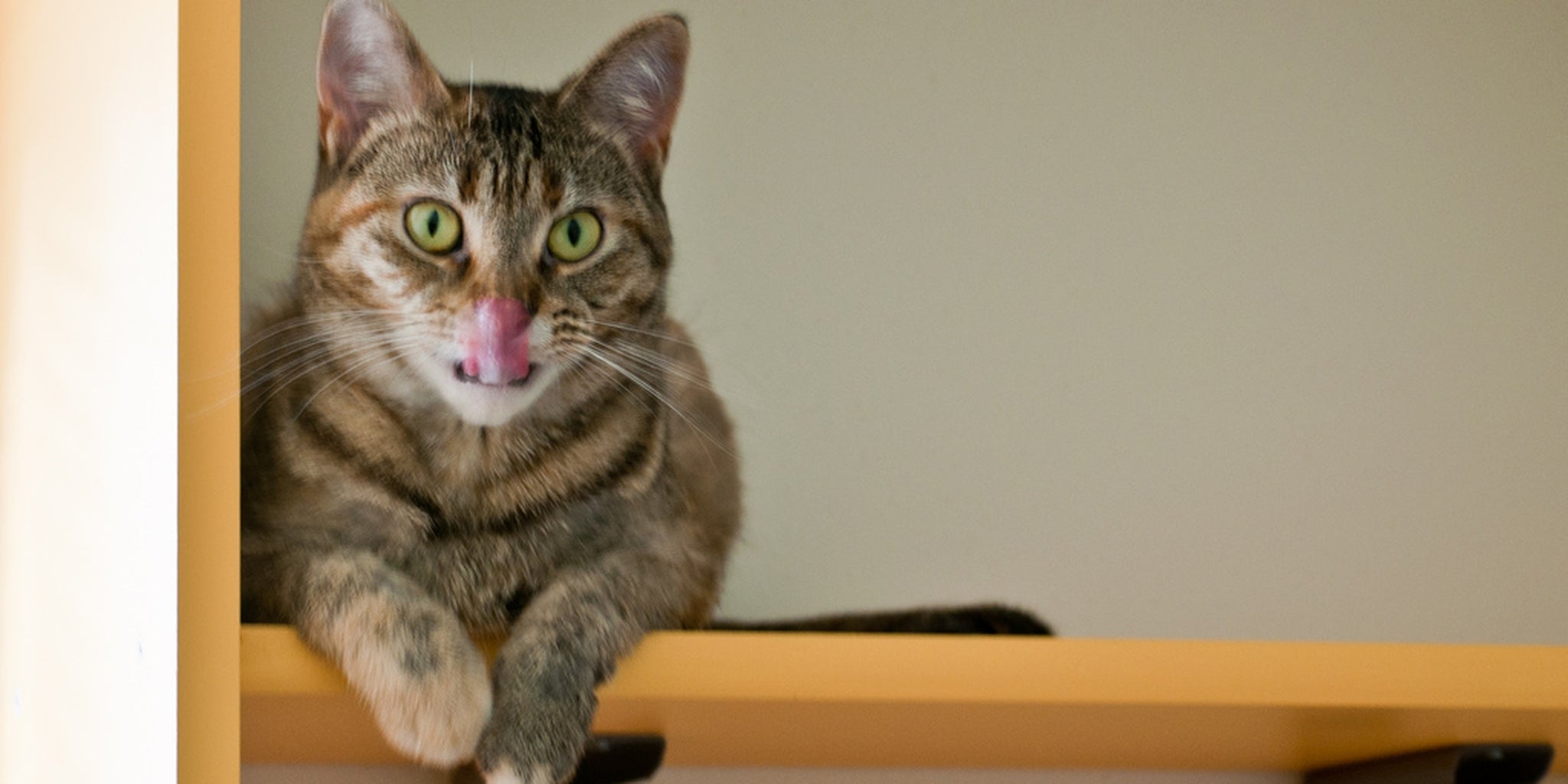 You're a cat and havoc is your mission in 'Catlateral Damage'