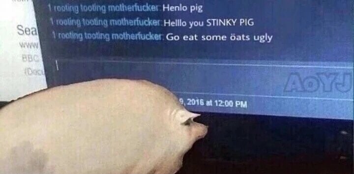 How Pigs That Love Oats Became a Meme That's About to be Everywhere