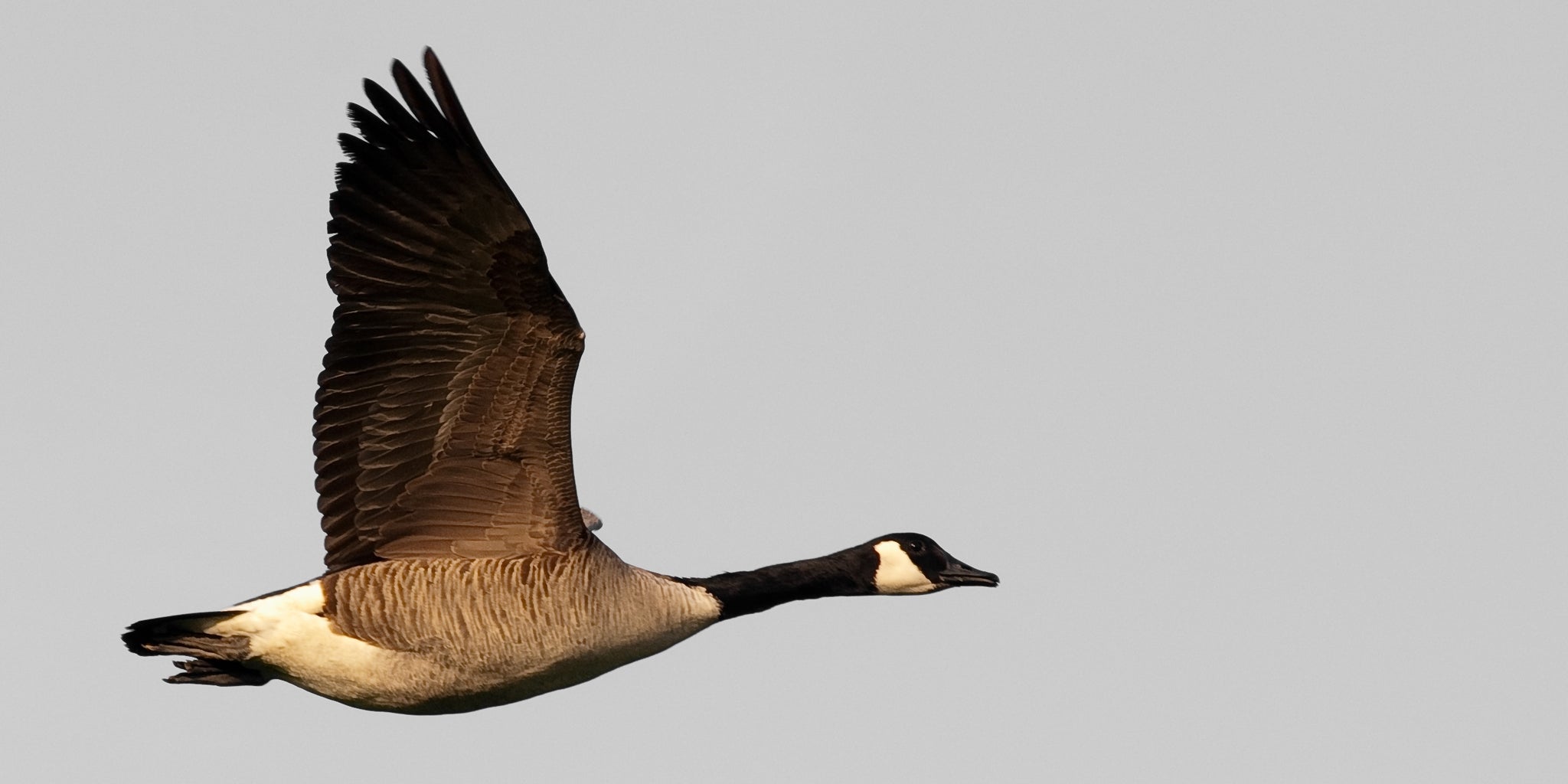 Here's what happens when a goose tries to race a speeding car