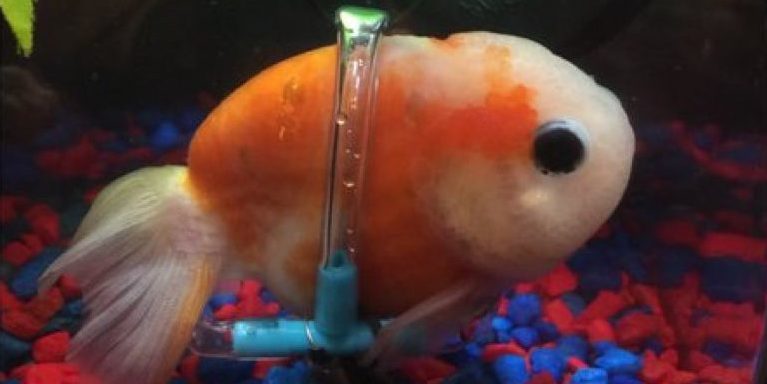 This Handicapped Goldfish In a Tiny Wheelchair Will Melt Your Heart