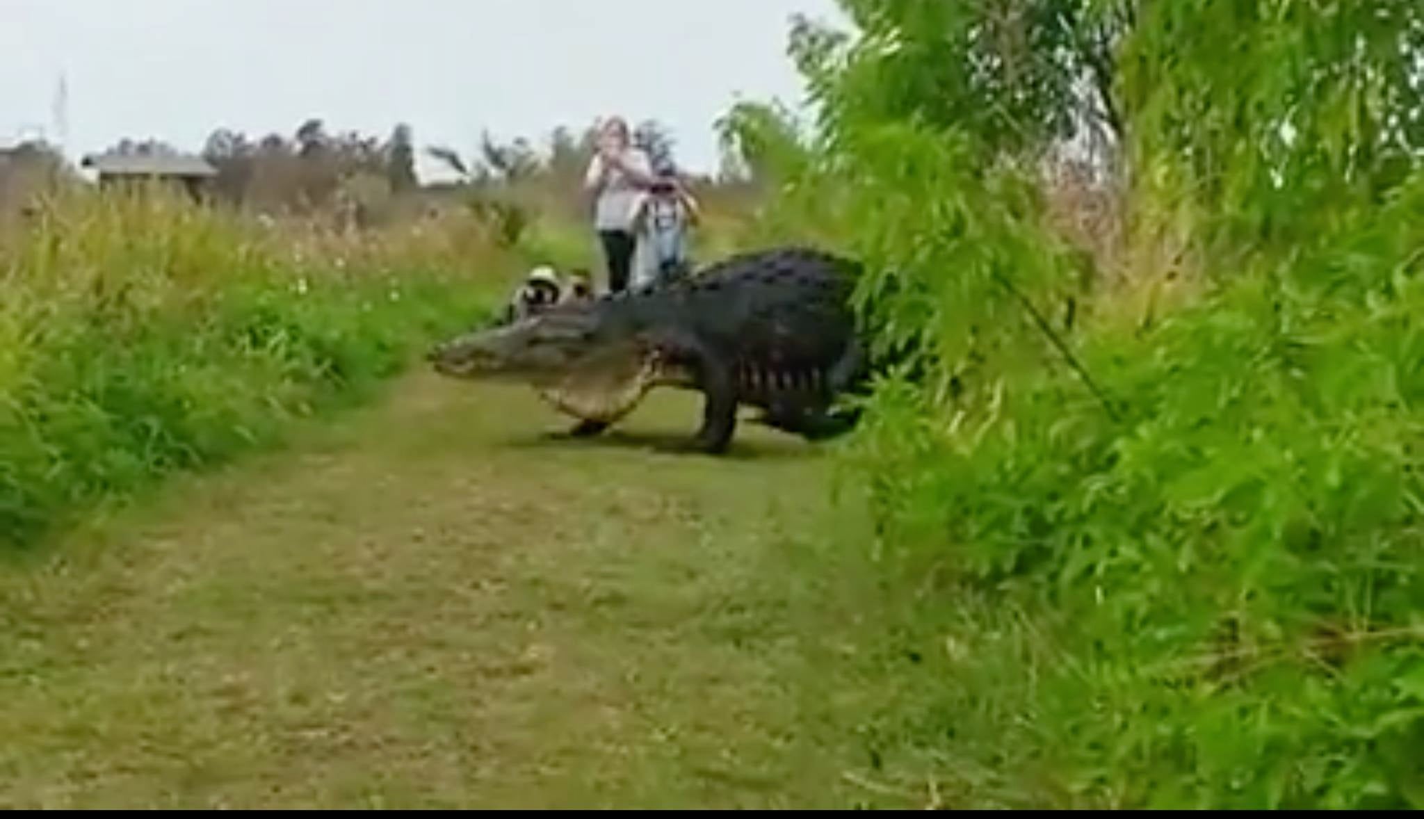 This Alligator Is So Big It Will Make You Physically Uncomfortable