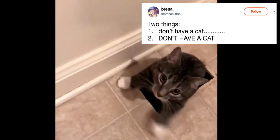 Cat Crawls Up Woman's Vent in Viral Twitter Video