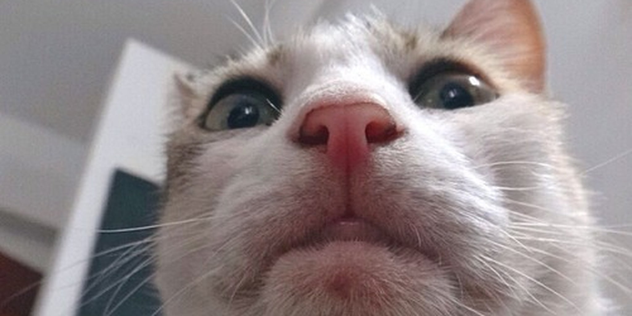 Daily Fluff Cat Unsure How To Use Webcam