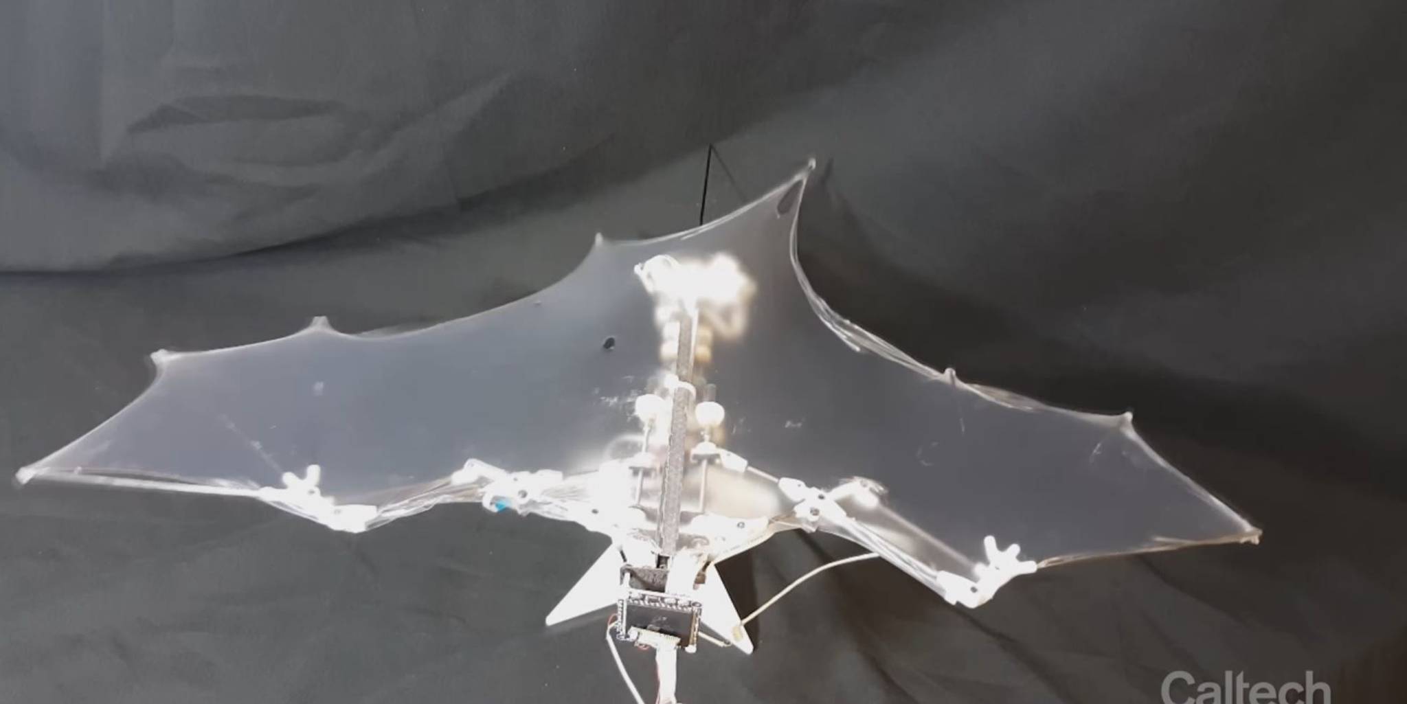 This Autonomous Bat Robot Will Fly Right Into Your Nightmares