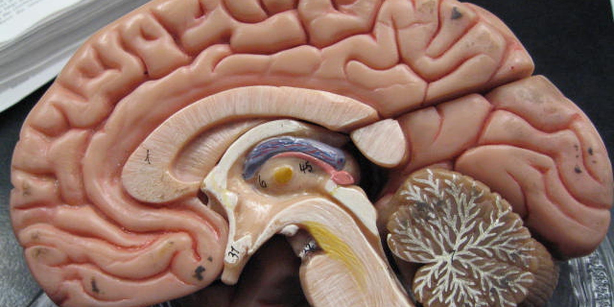 This is what your brain looks like on MDMA - The Daily Dot