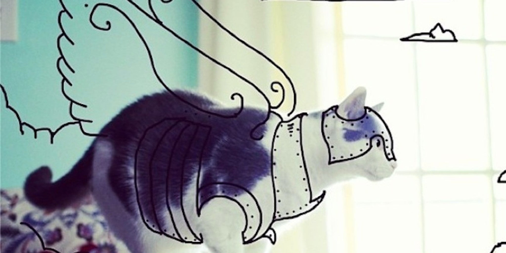 The cutest cat portraits on Instagram