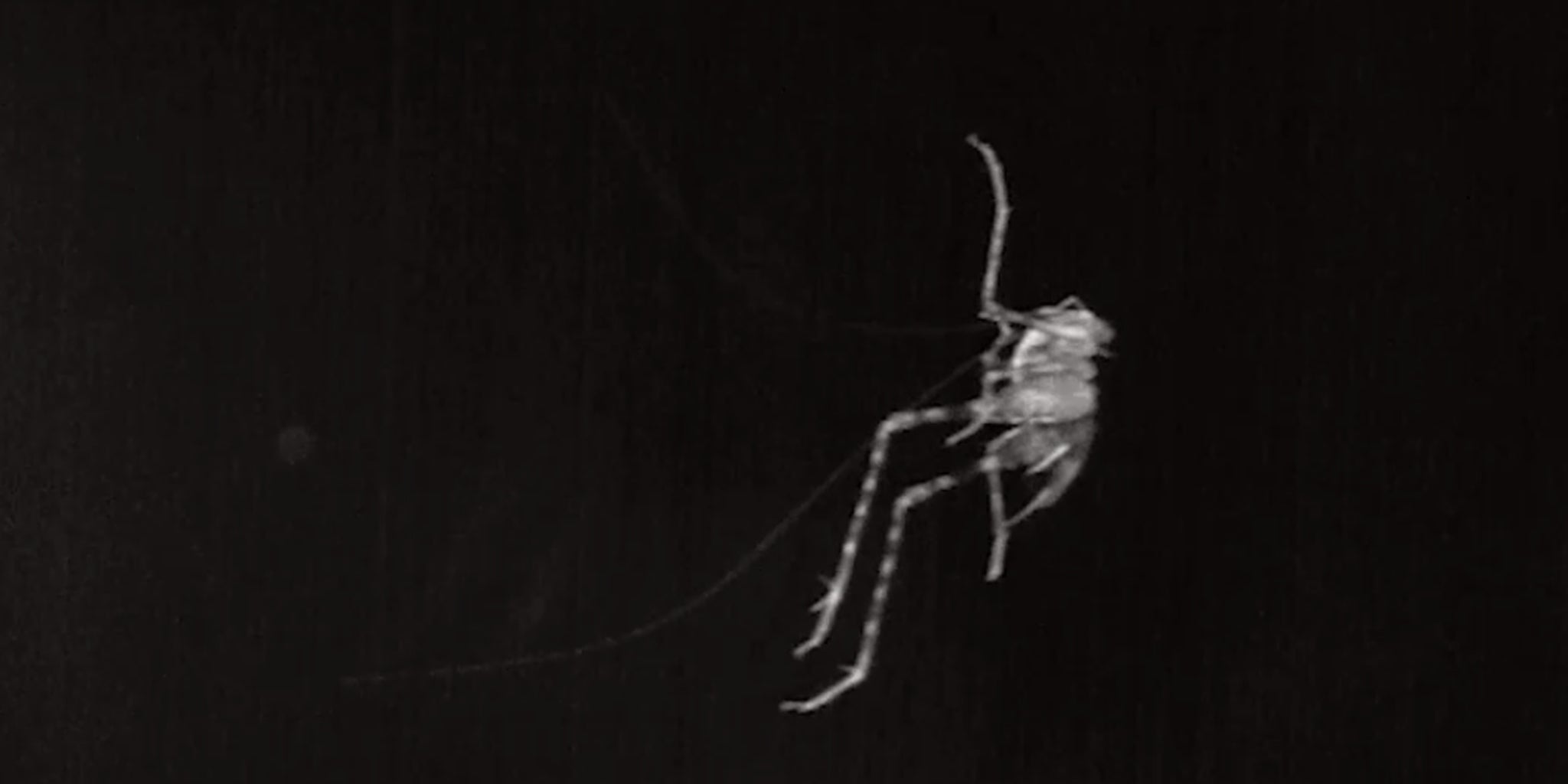 The unexpected beauty of the cricket ballet