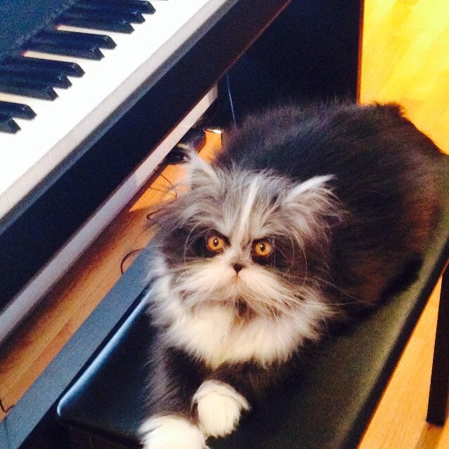 Atchoum, the Internet's new favorite cat, is as scary as he is cute