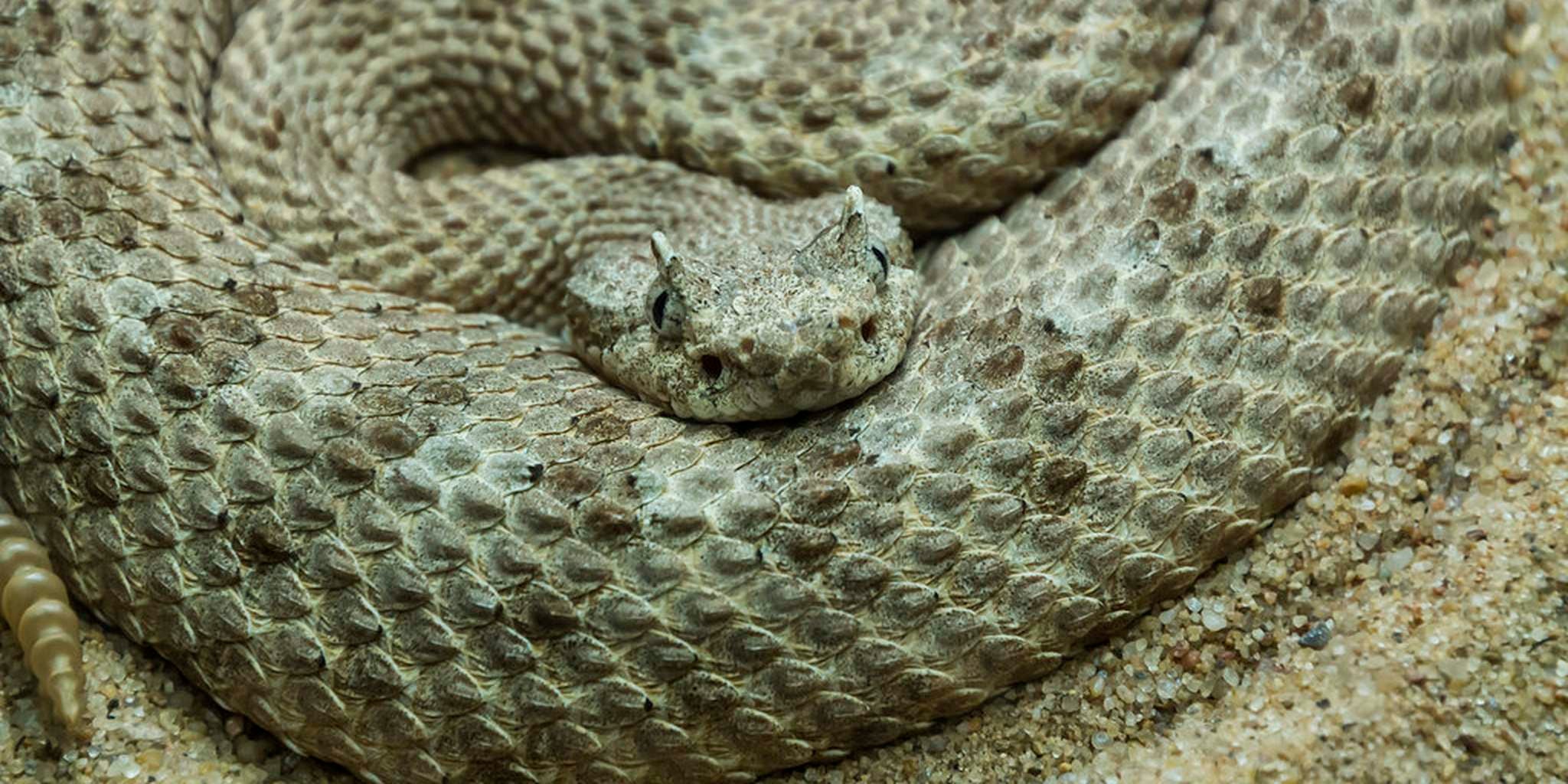 Rattlesnake inspires scientists to build a sand-slithering robot