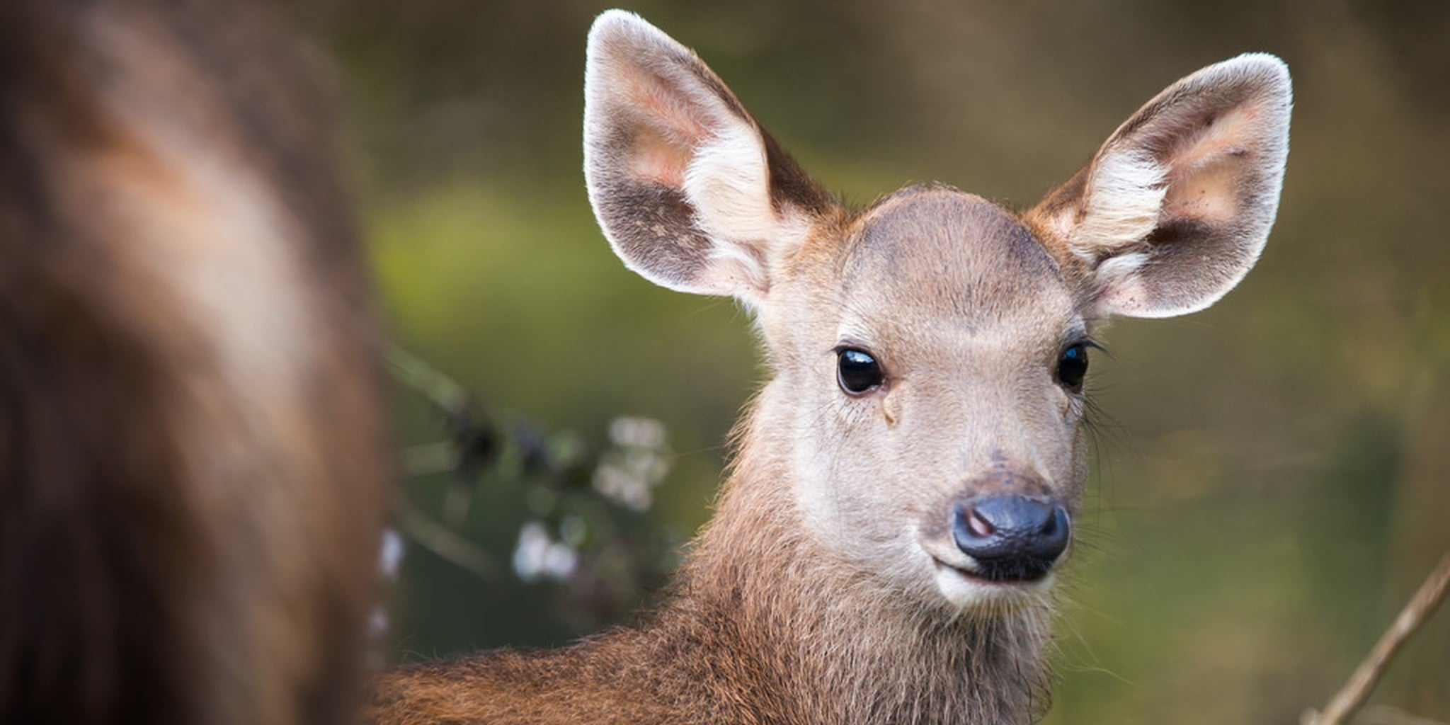 Deer frolicking in a puddle is guaranteed to make you smile