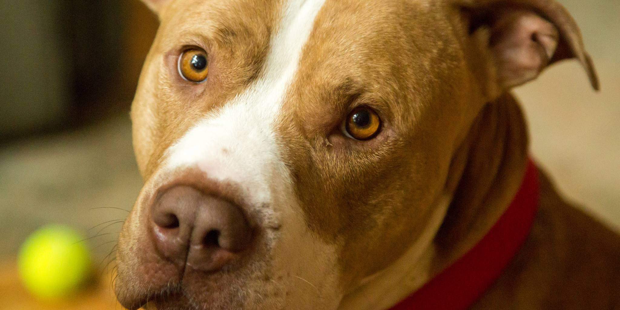 Zeppee is a Tinder-like app to find a pet to adopt in Australia