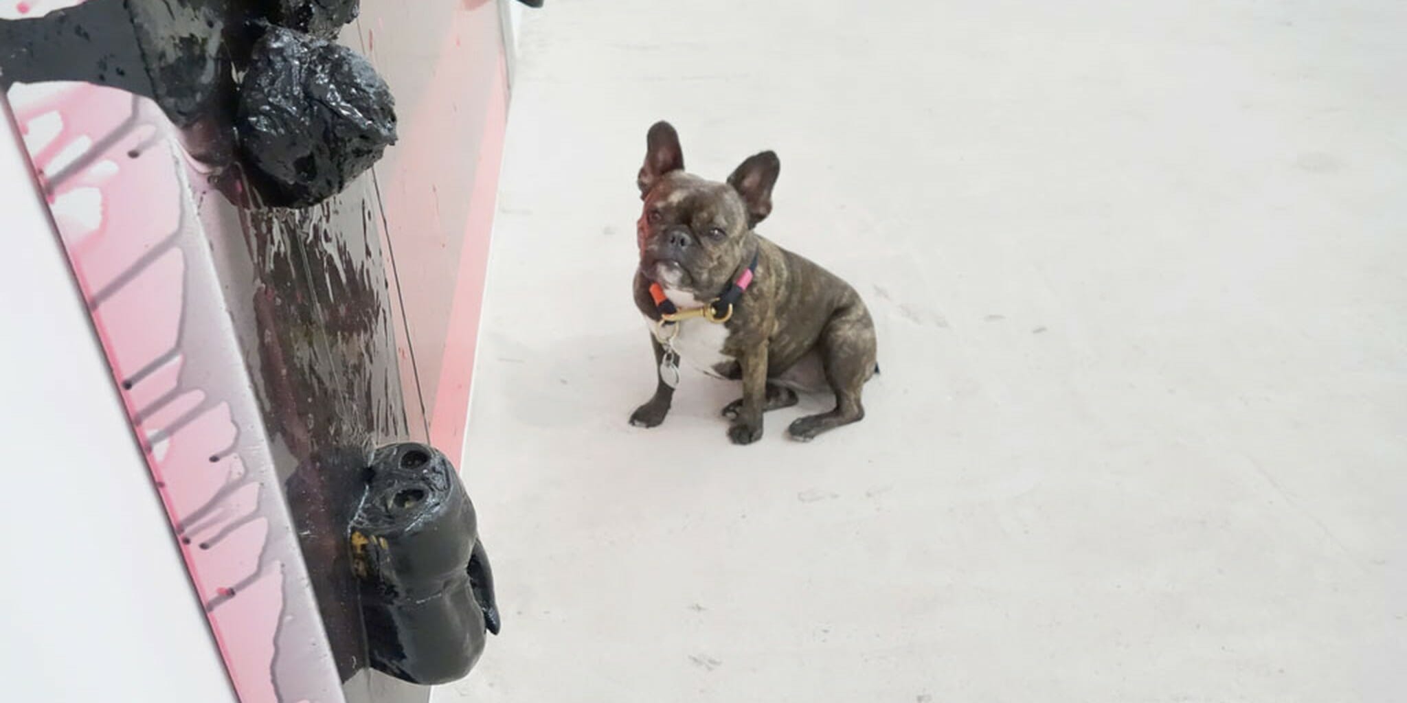 A day in the life of Miss Pickle, Instagram's most cultured pup