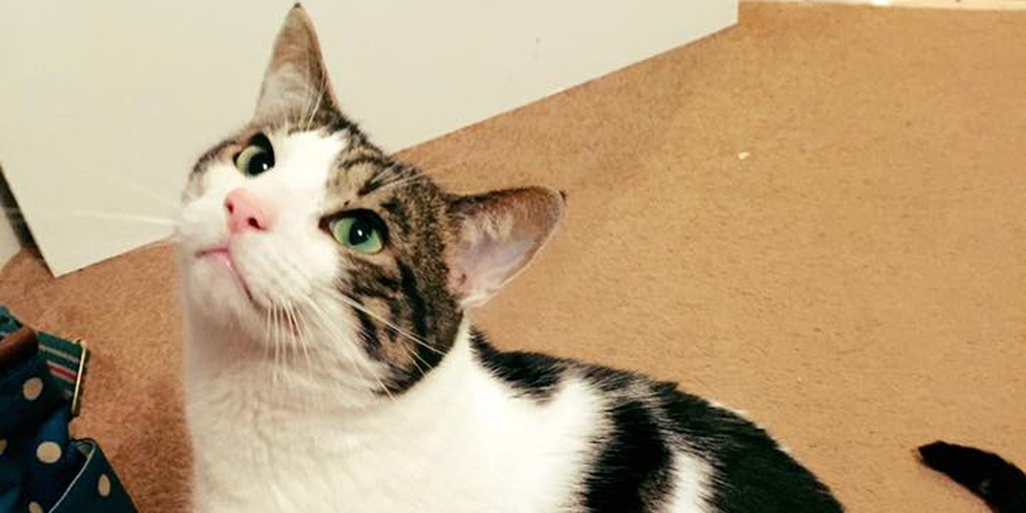 Post office refuses to give cat its Christmas gift