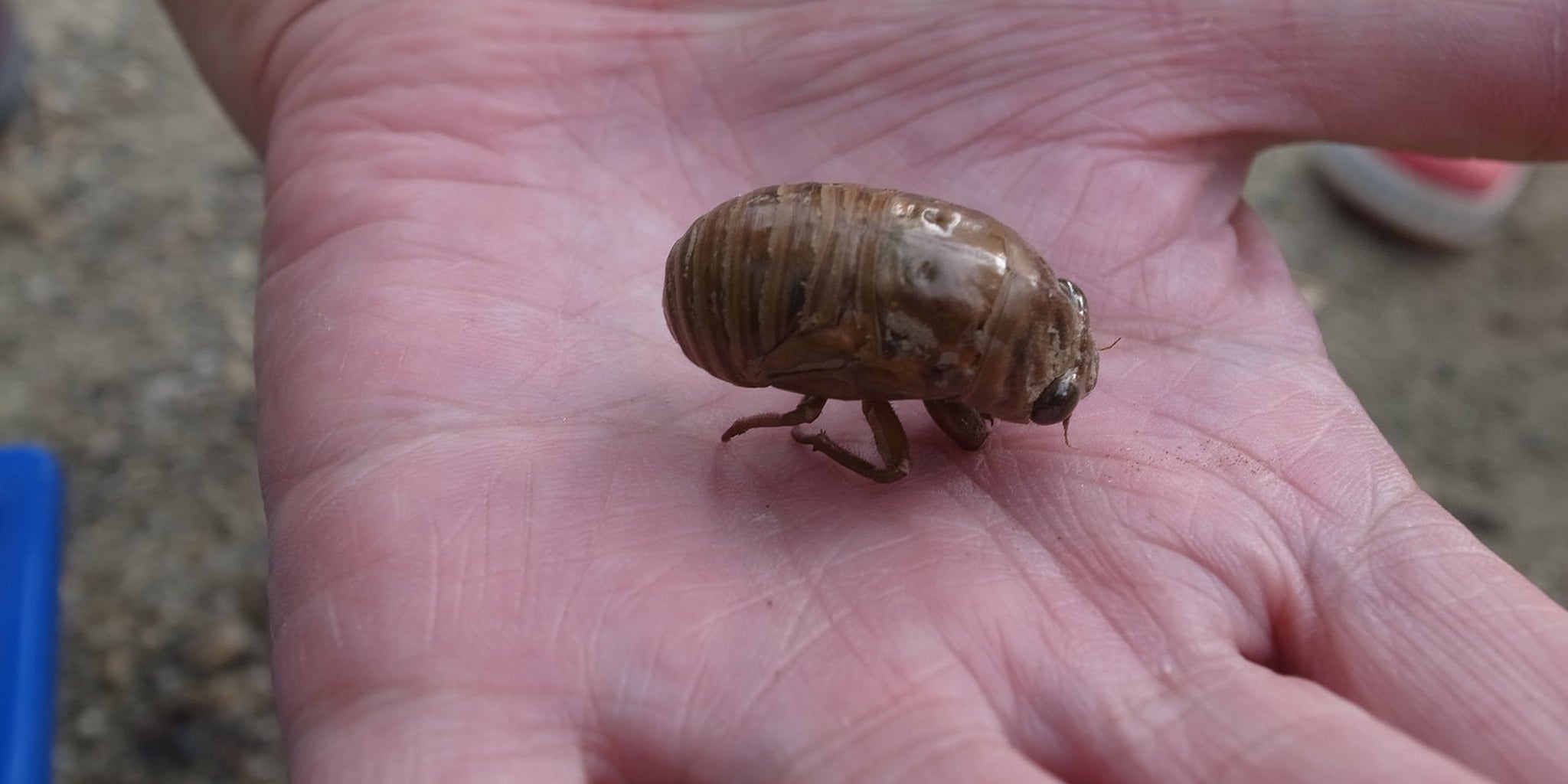 4 ways to cook with bugs that are surprisingly tasty