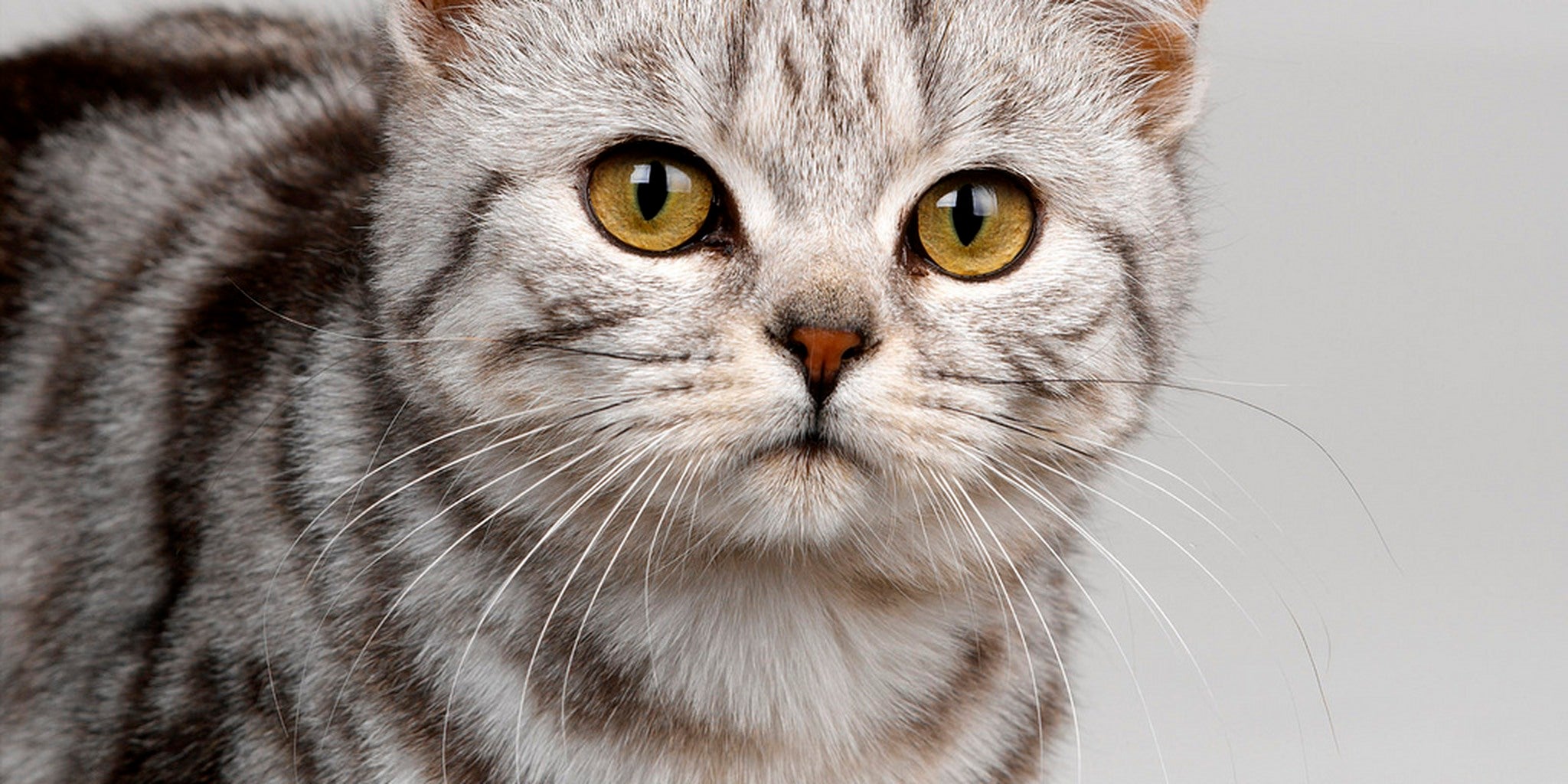 Don't let Fox reporter Tom Lyden near your cat