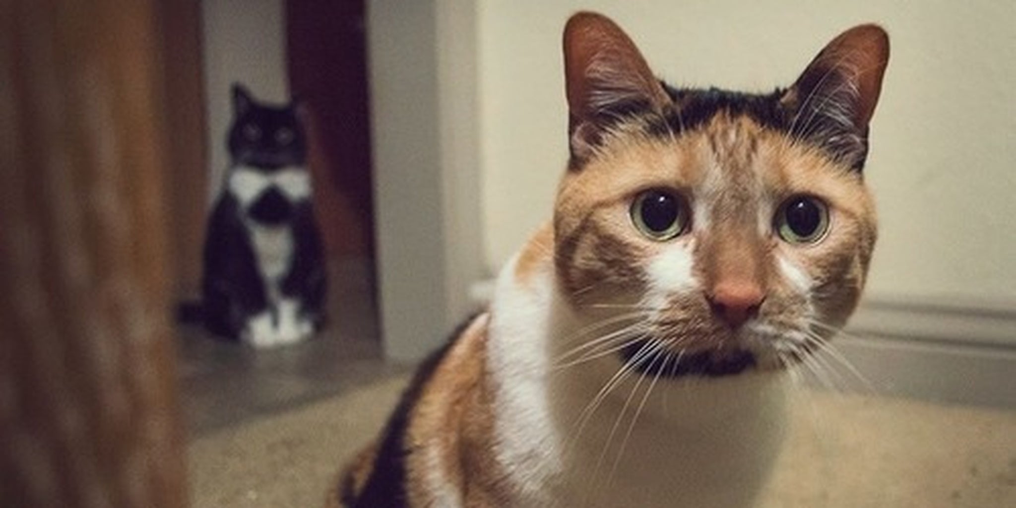 Daily Fluff: Cat loses job as valet parking attendant - The Daily Dot