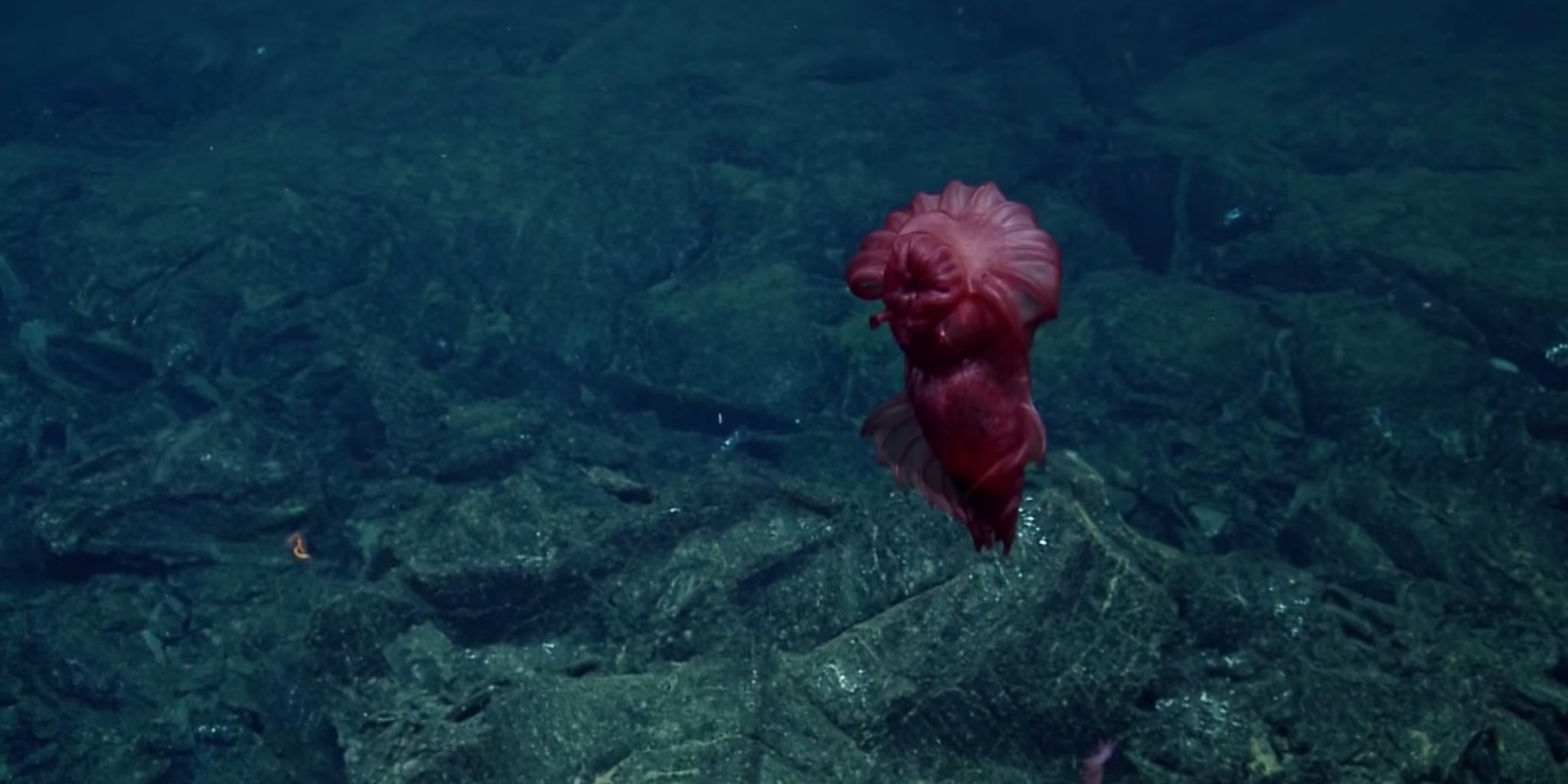 Researchers film wild deep sea creatures near Galapagos Islands