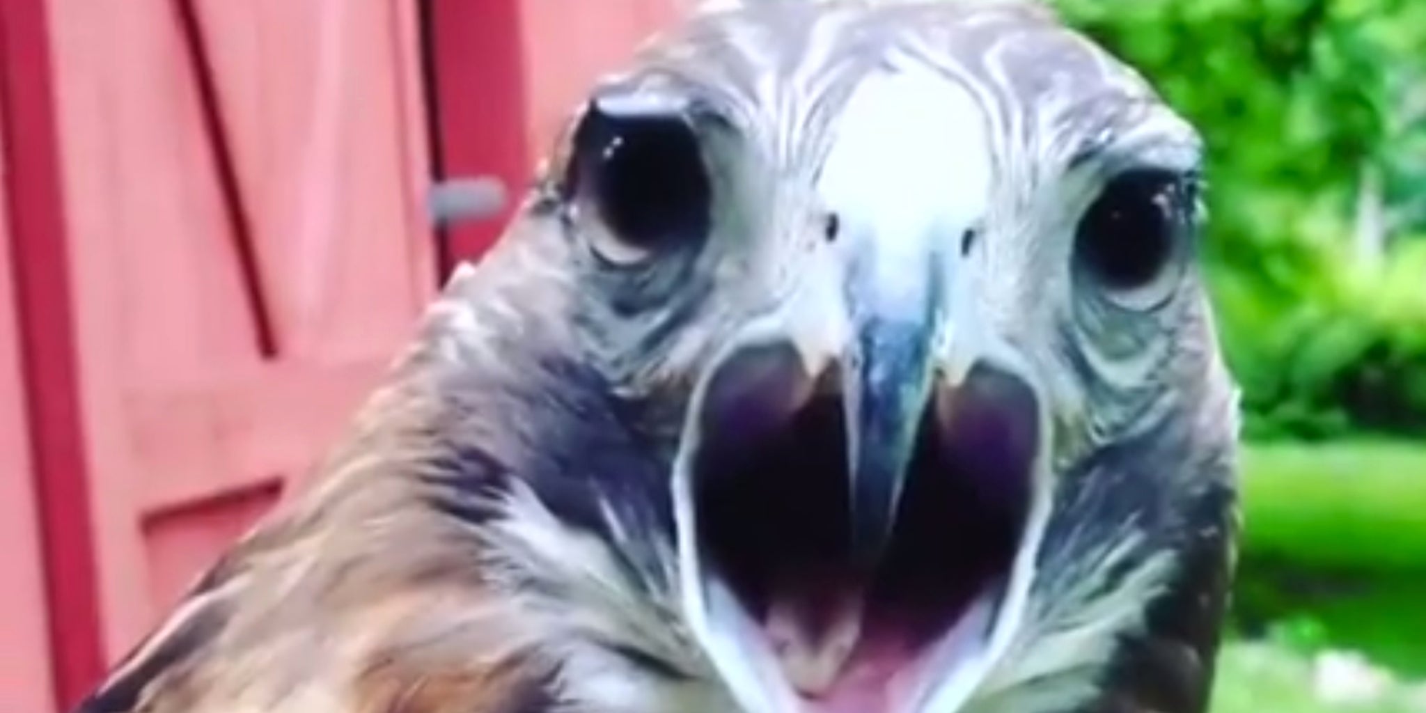 Conversation with hawk comes to a screeching halt