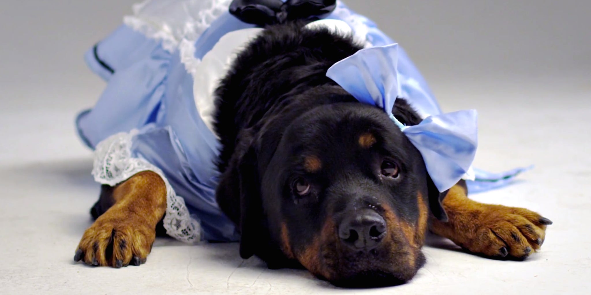 Angry dogs show off their softer sides in costume