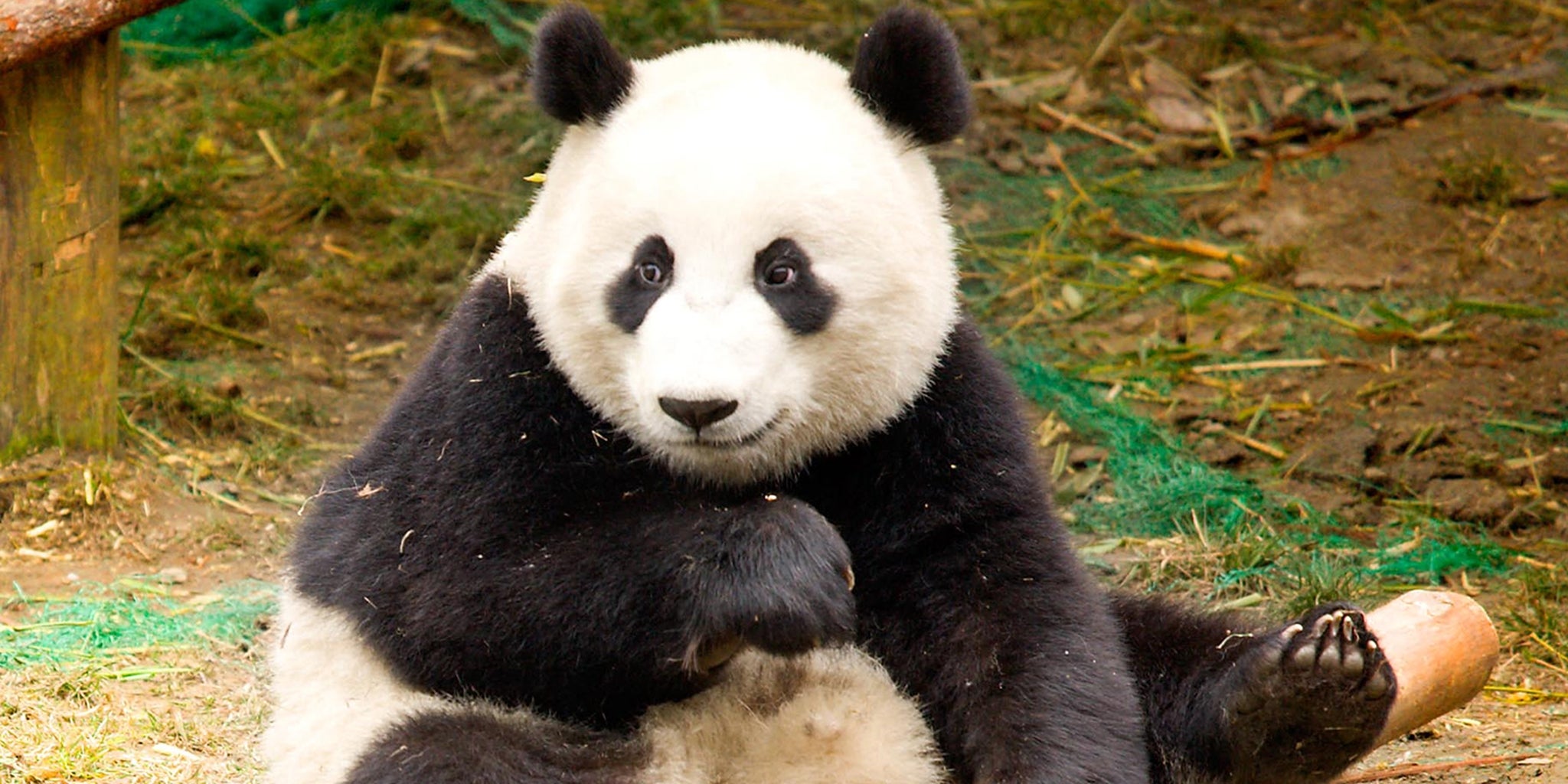 What's black and white and impossible to find? A panda hiding among ...