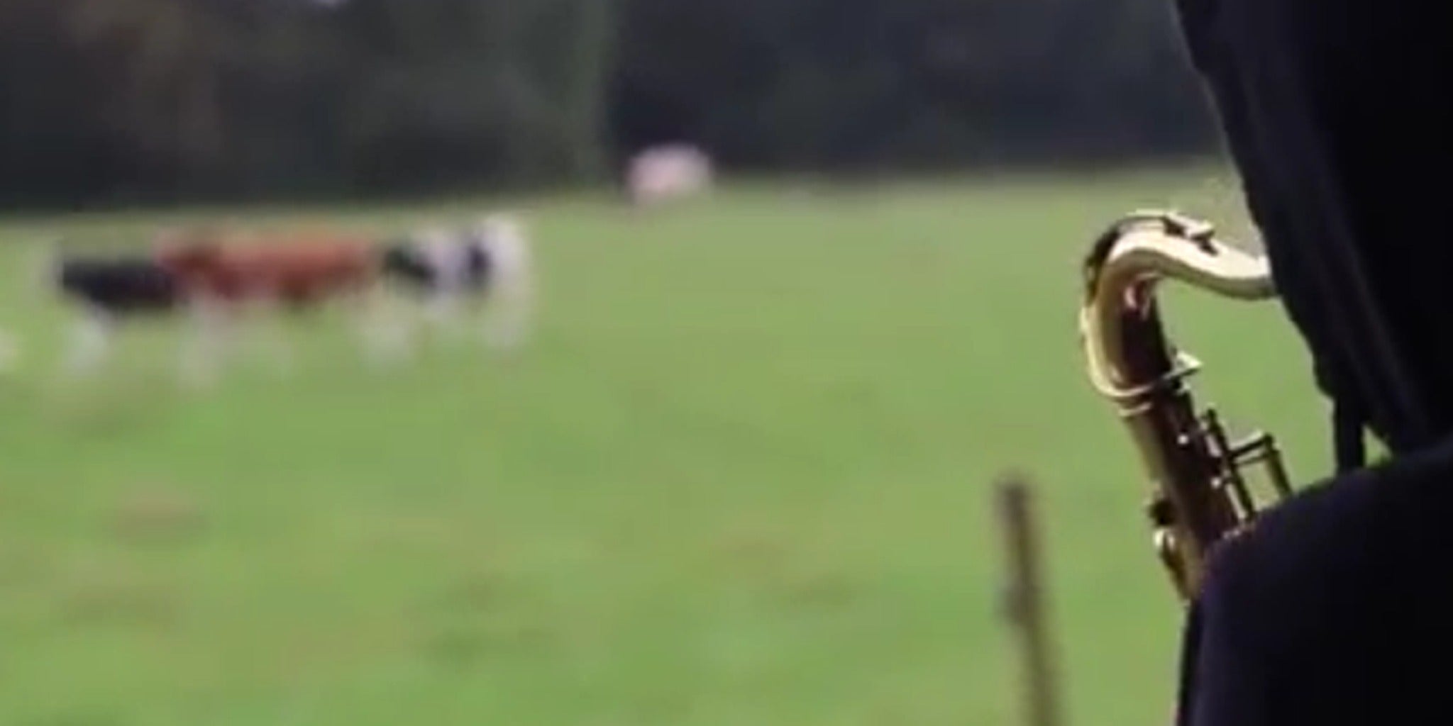 Belgian band's outdoor jam brings out herd of sax-lovin' cows - The ...
