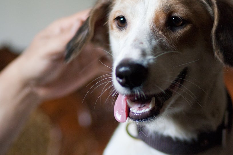 Woman trains her dog to meow like a cat