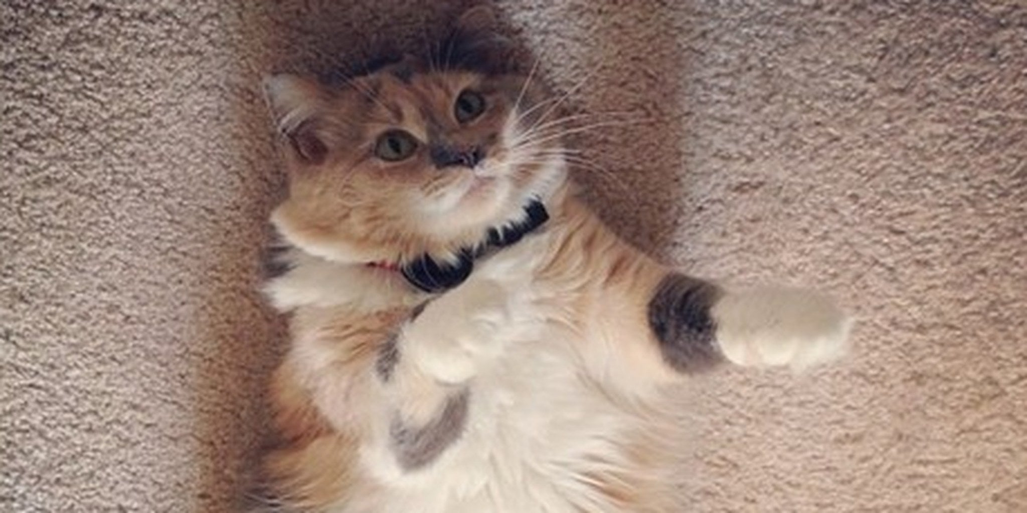 Daily Fluff Cat Stuck To Ceiling Following Freak Gravity Accident
