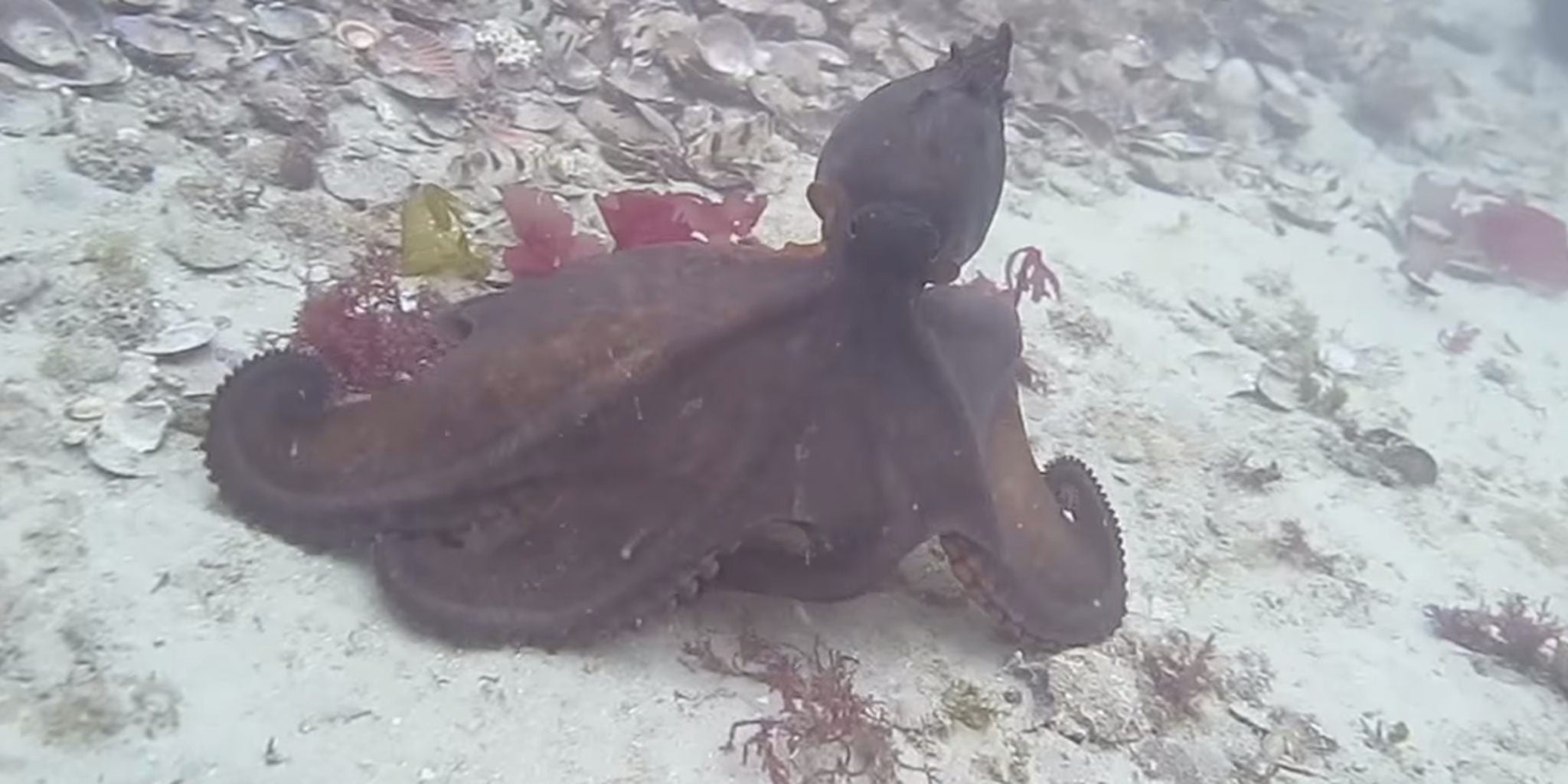 How to read the 'social signals' of an octopus