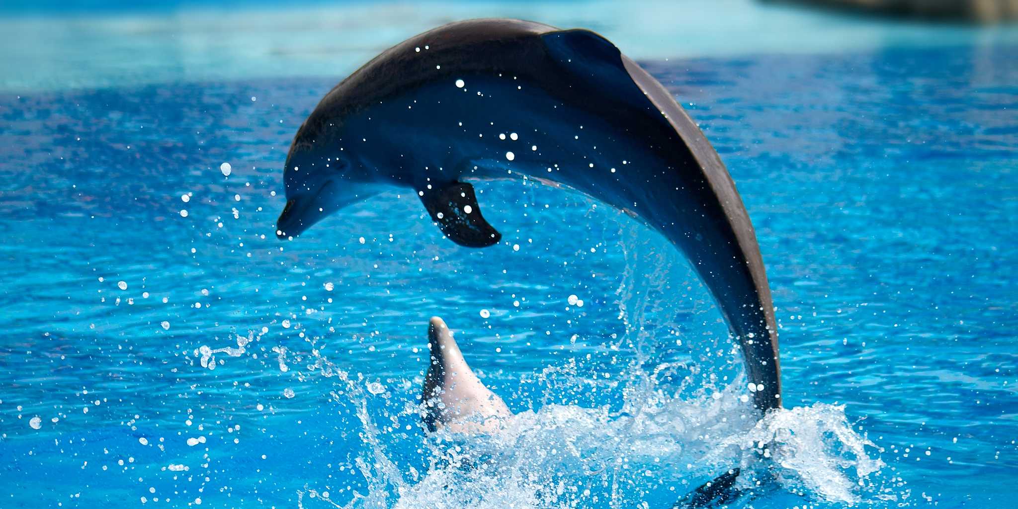 Nothing is cuter than a playful cat befriending wild dolphins