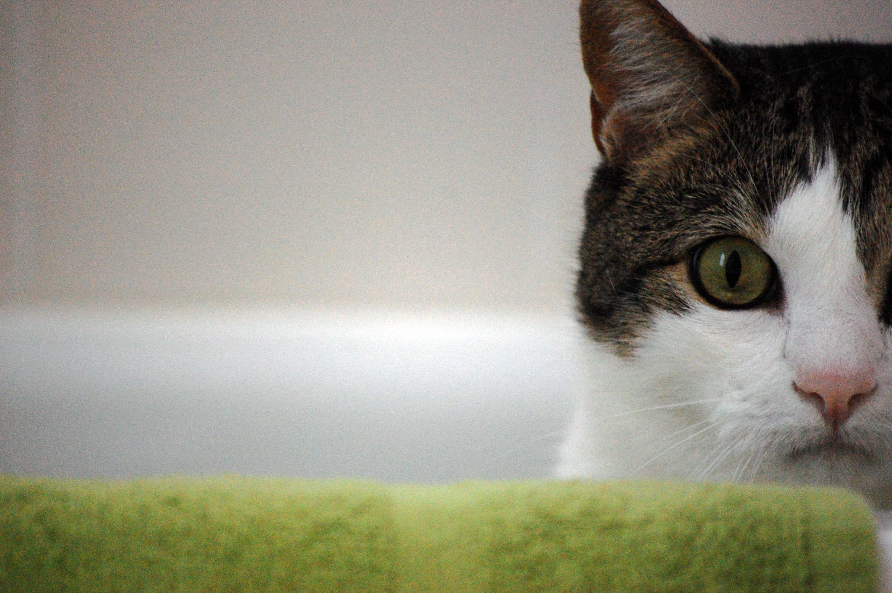 Rapper MoSho Wants To Tell You How To Properly Bathe Your Cat