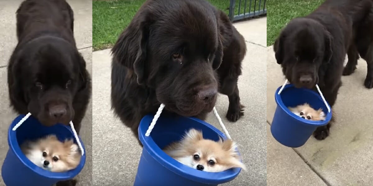 Big Dog Carries His Tiny Friend Around in a Bucket