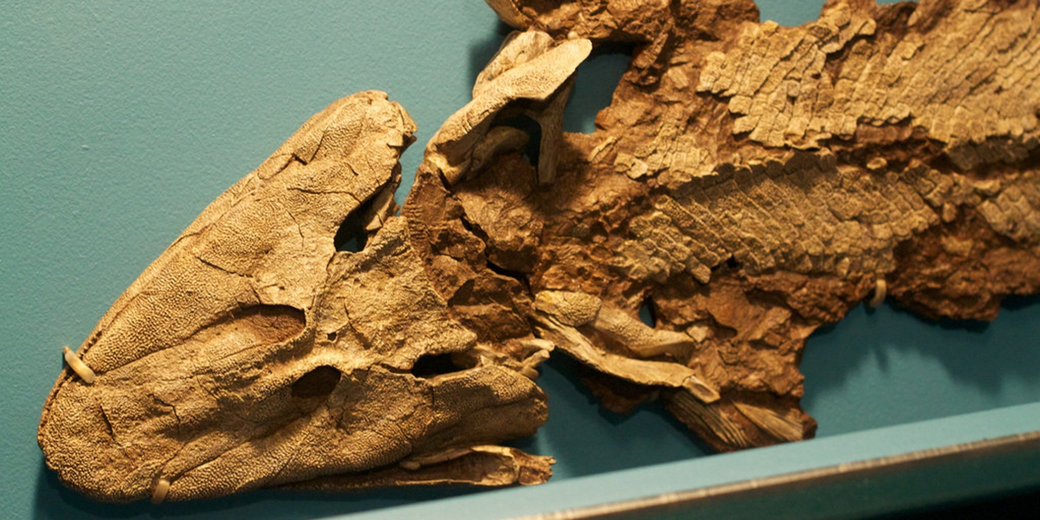 What we can learn about evolution from dinosaur eels