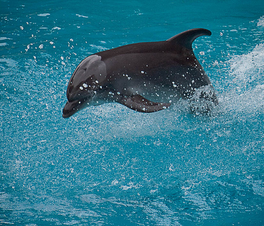 The brief wondrous life of @GowanusDolphin