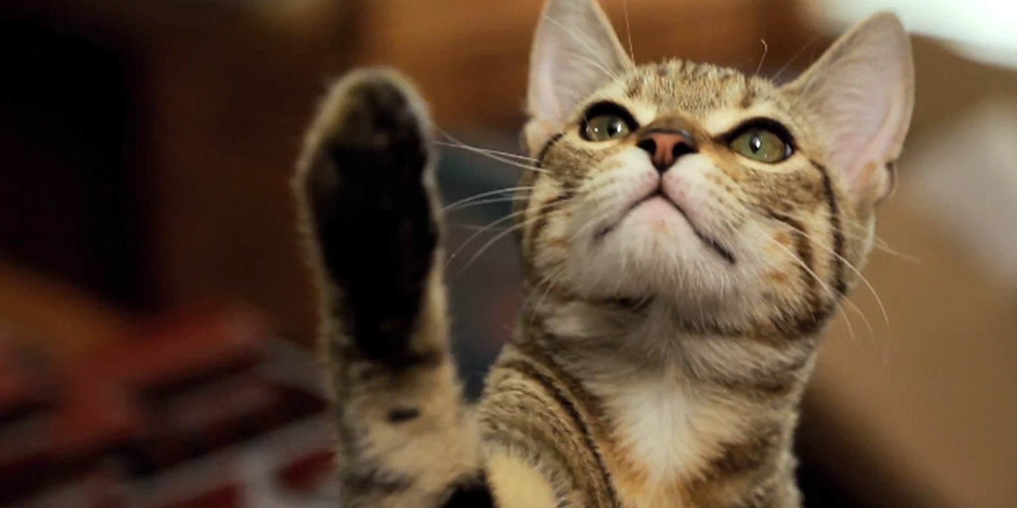 YouTube Guide: Jedi kitten uses the Force - The Daily Dot