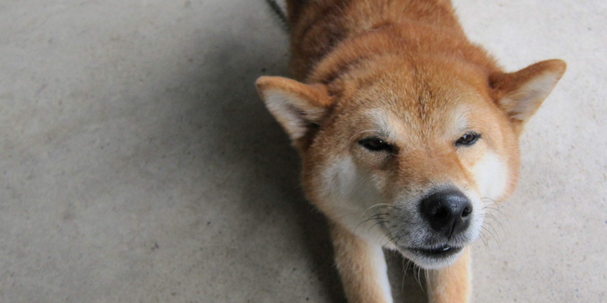 Shibe meme jumps the corporate shark