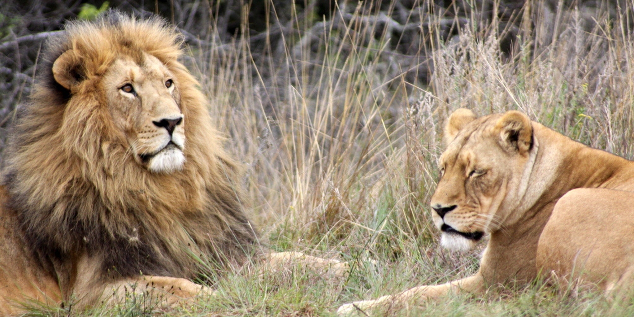Lions vs. antelope on a South African road is nature incarnate