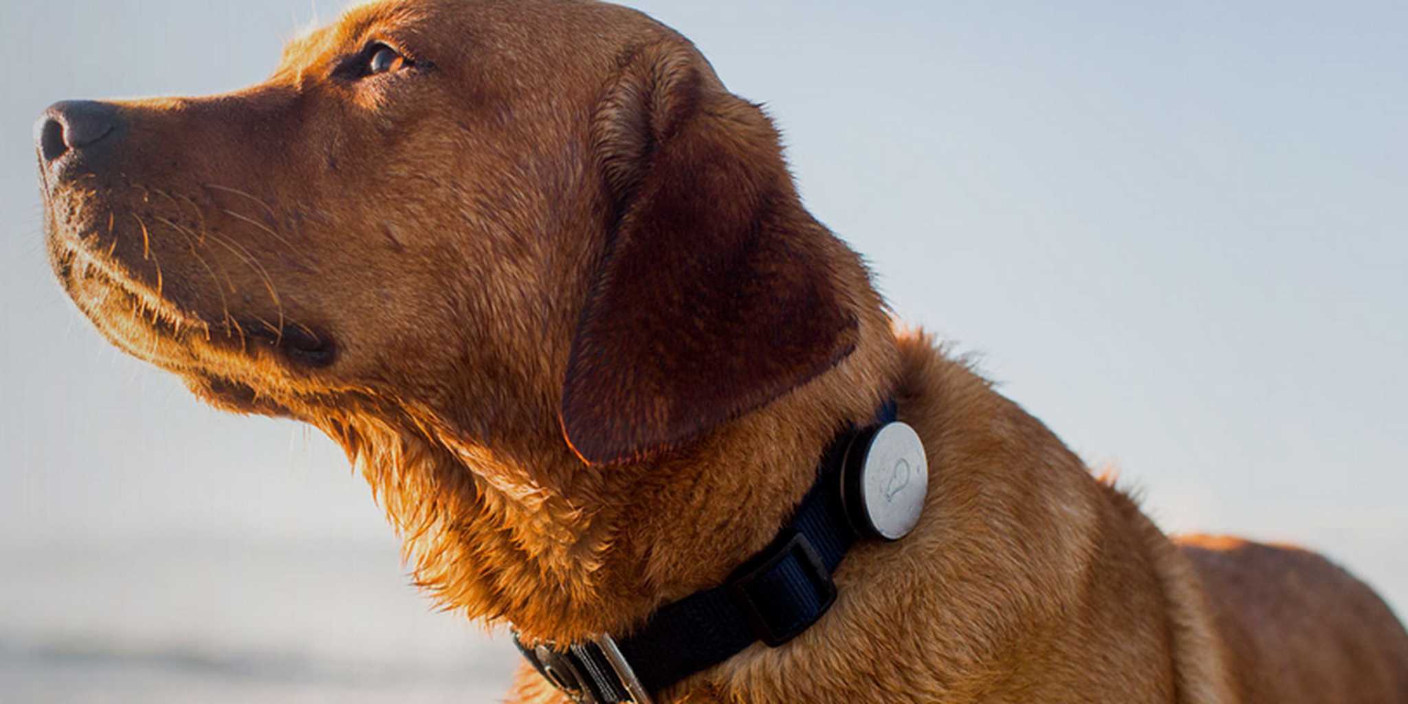 This device for dogs could be the future of wearable tech